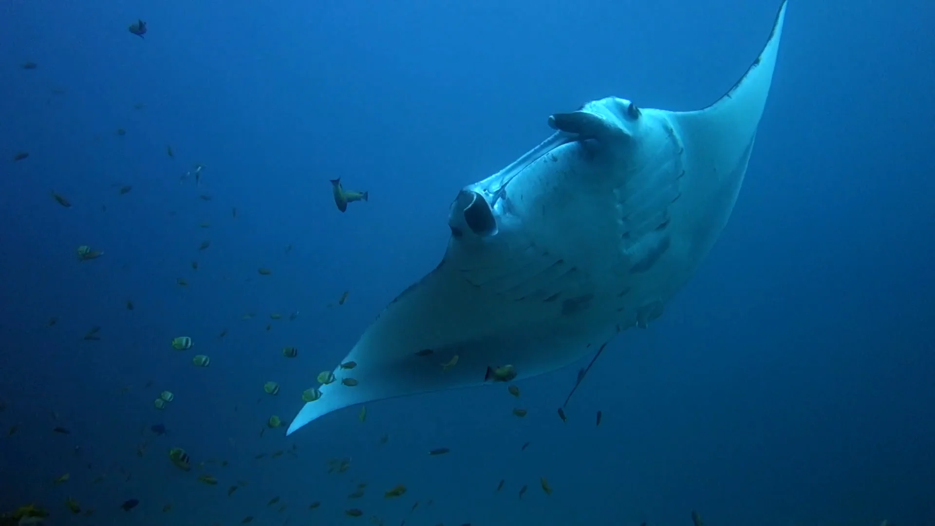 Manta Point Komodo | KOMODO EXPEDITION